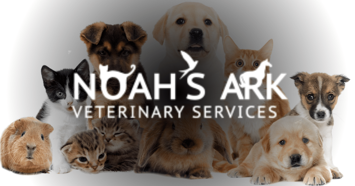 Our Team | Noah’s Ark Veterinary Services